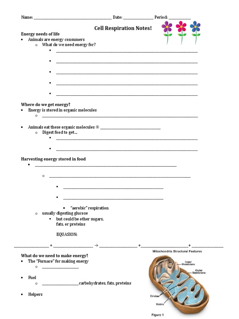 Cell Respiration Notes!: Energy Needs of Life | PDF | Cellular ...