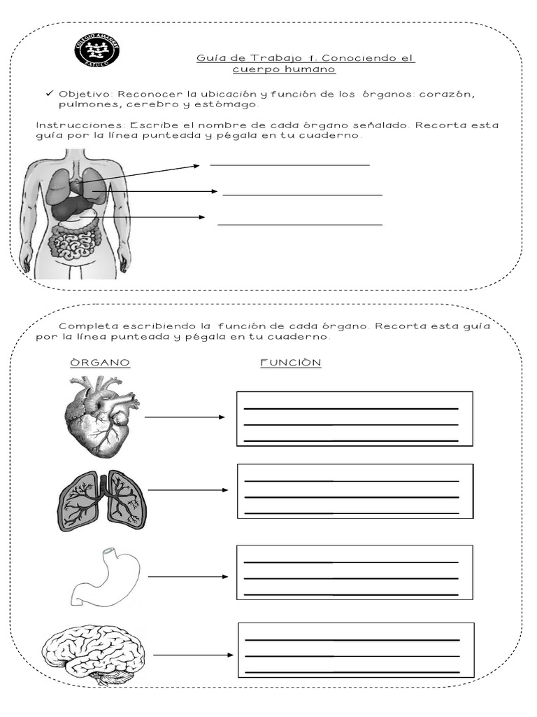 Guía de Órganos del Cuerpo Humano | PDF