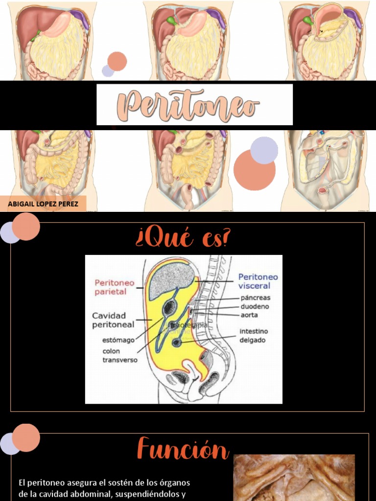PERITONEO | PDF | Peritoneo | Biología
