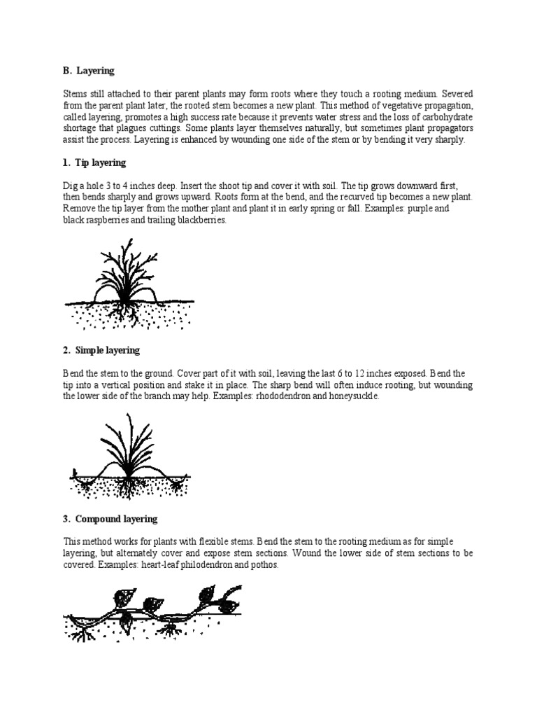 Layering and Division | PDF | Plants | Garden Plants