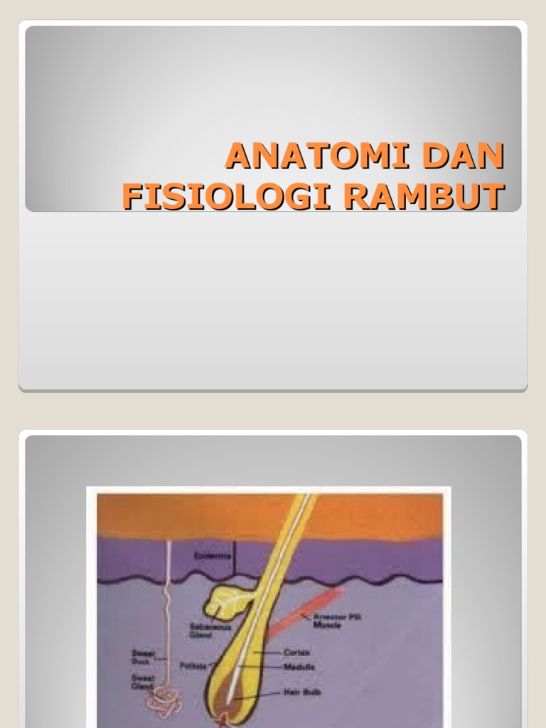Anatomi Dan Fisiologi Rambut | PDF