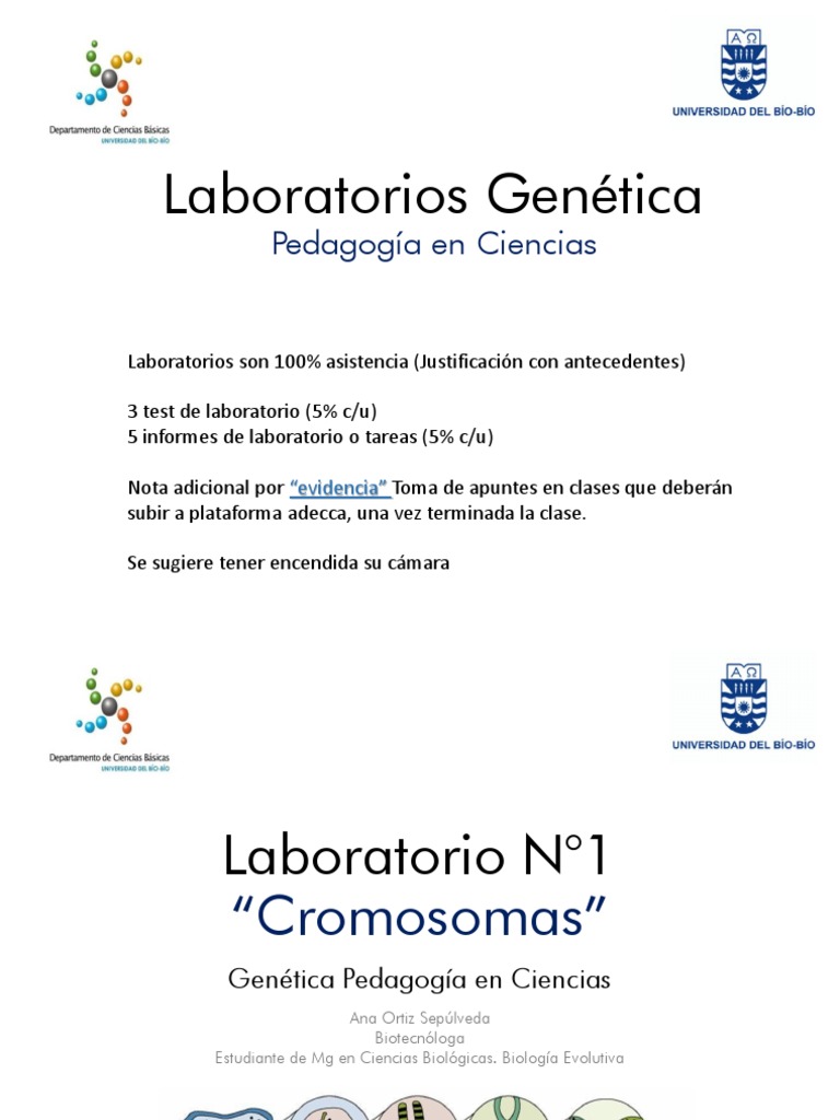 Laboratorio de Cromosomas | PDF | Cromosoma | Cariotipo
