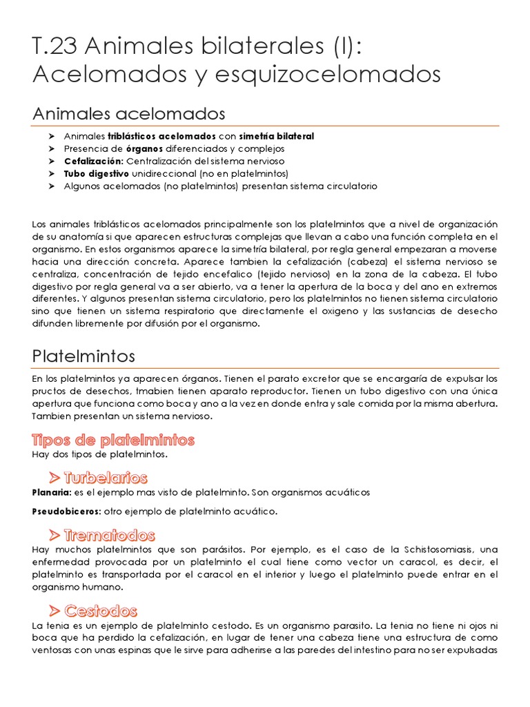 T.23 Animales Bilaterales I Acelomados y Esquizocelomados | PDF ...