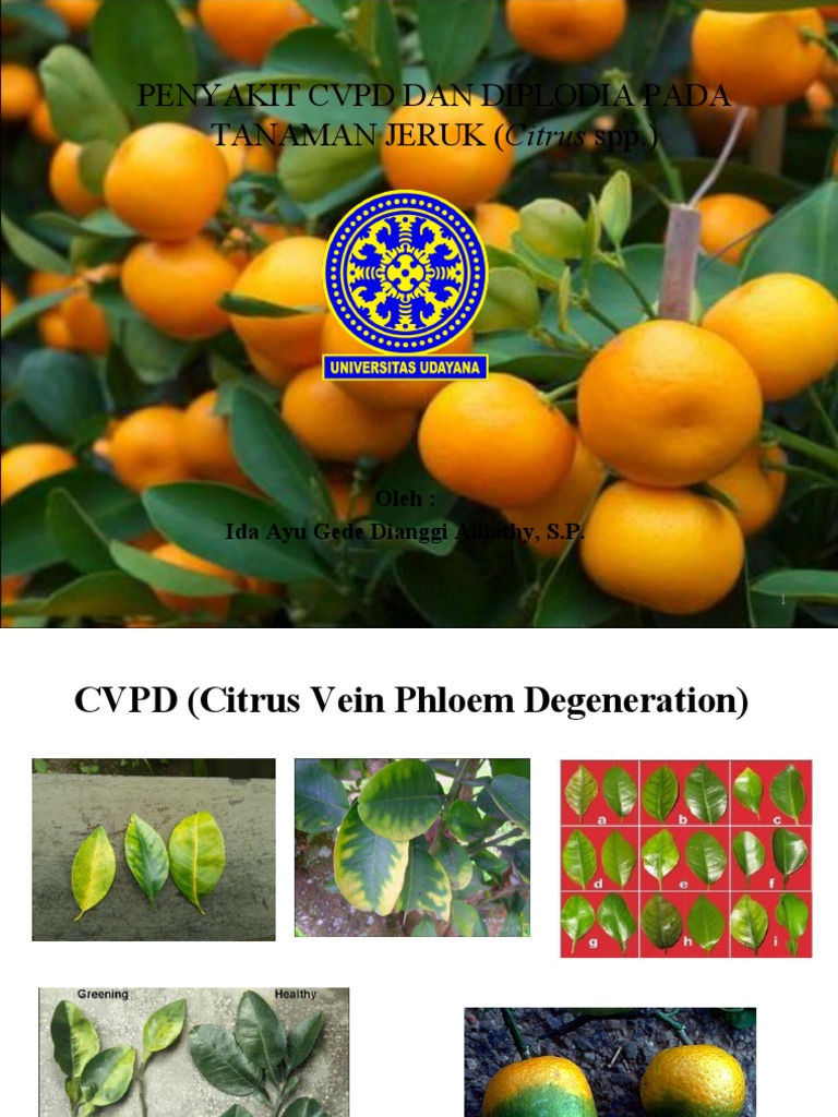 Penyakit CVPD dan Diplodia pada Jeruk | PDF