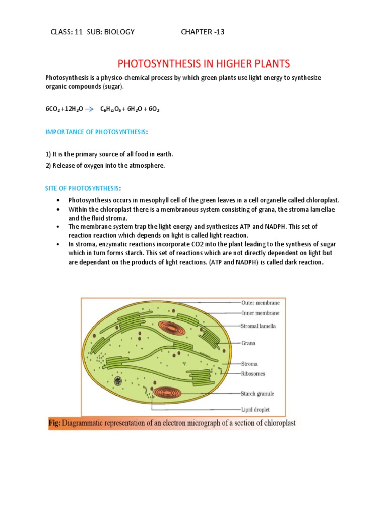 Photosynthesis in Higher Plants | PDF | Photosynthesis | Chemistry
