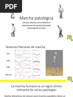 Marcha Trendelenburg: Análisis y Alteraciones | PDF | Pelvis | Sistema ...