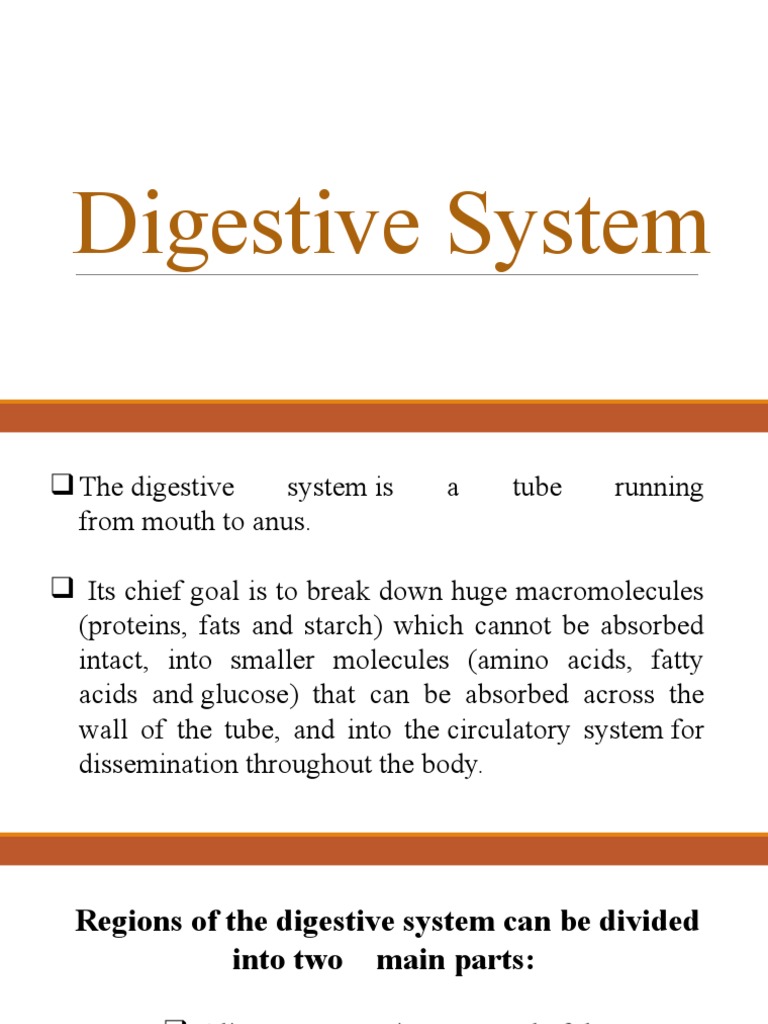 Digestive System | PDF | Digestion | Gastrointestinal Tract