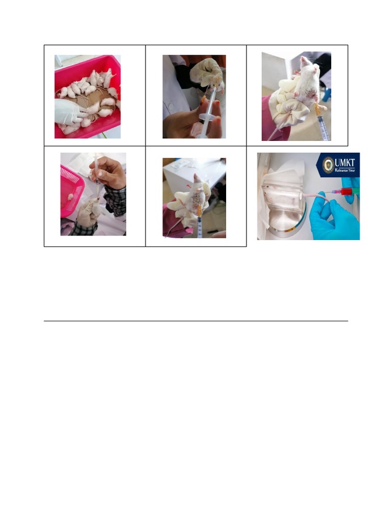 Gambar Mencit Putih | PDF