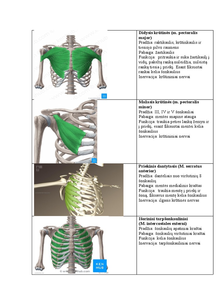 Krūtinės, Pilvo, Nugaros Raumenys | PDF