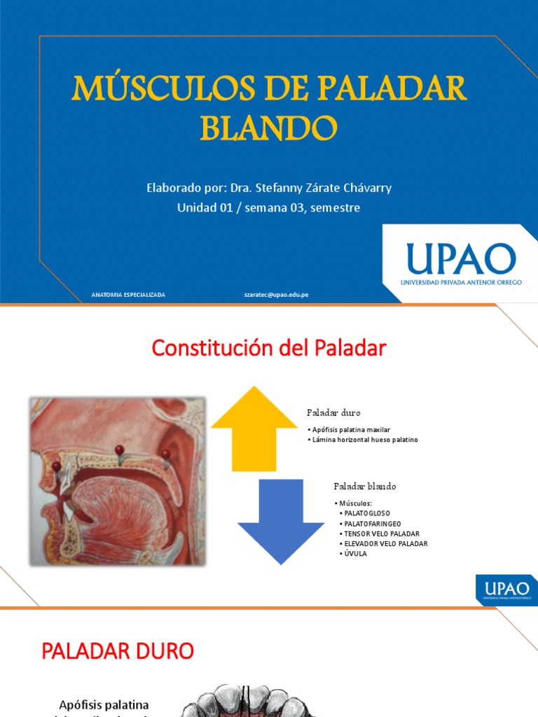 Anatomía de los Músculos del Paladar | PDF | Laringe | Sistema respiratorio
