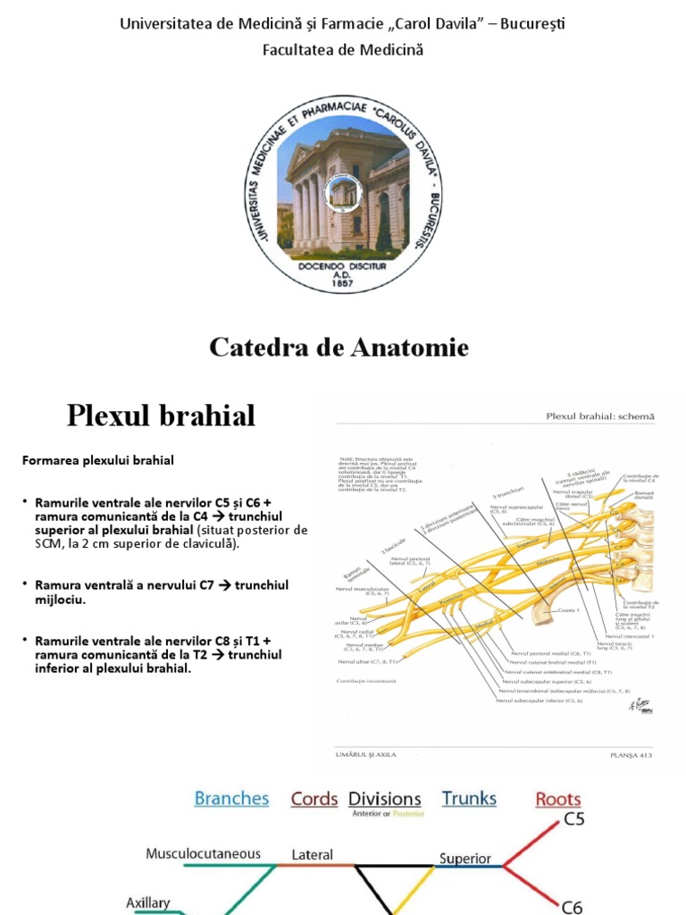 Plexul Brahial | PDF