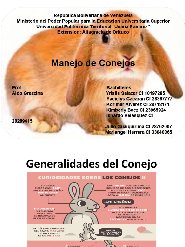 Presentación Conejos Pdf