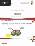 Anatomía del Músculo Coccígeo | PDF | Pelvis | Anatomía humana