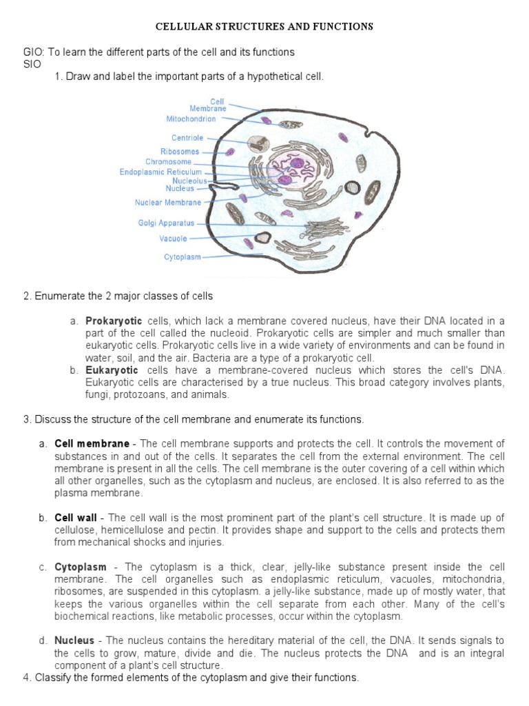 Cellular Structures and Functions | PDF | Cytoplasm | Cell (Biology)
