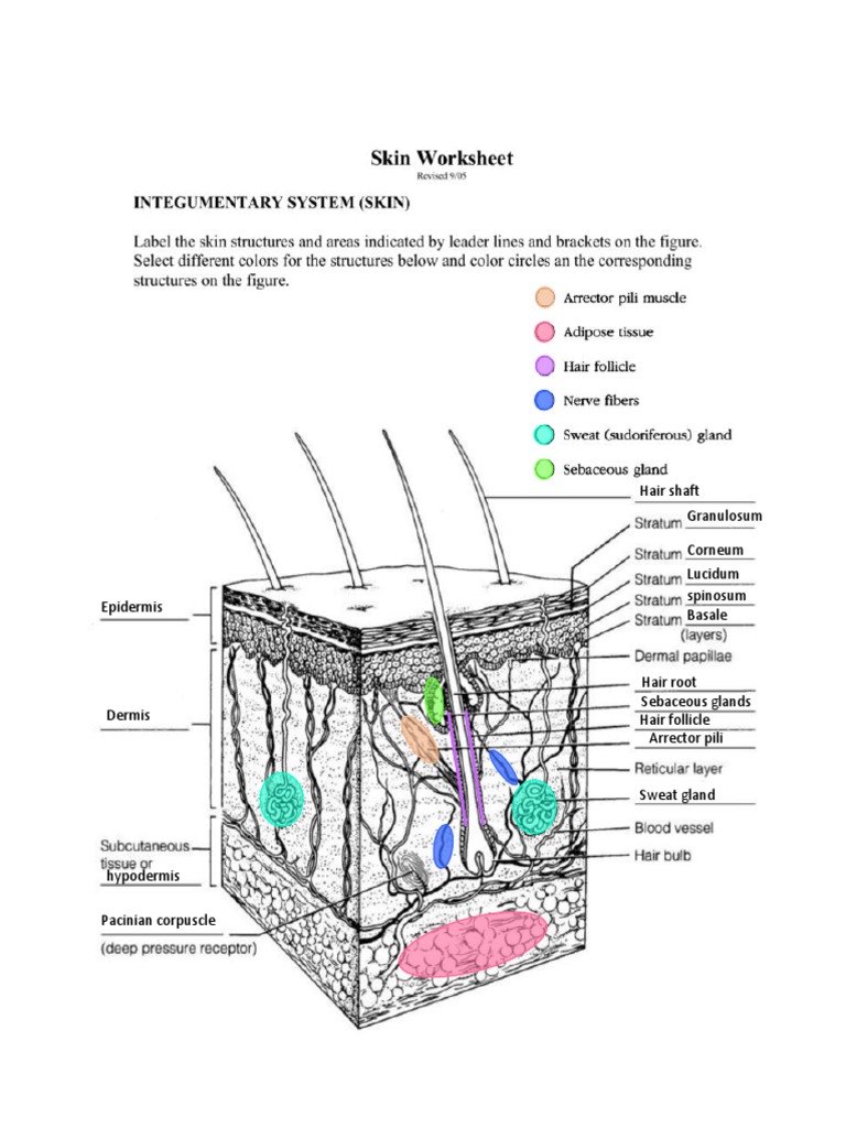 Integumentary System Worksheet | PDF | Skin | Integumentary System