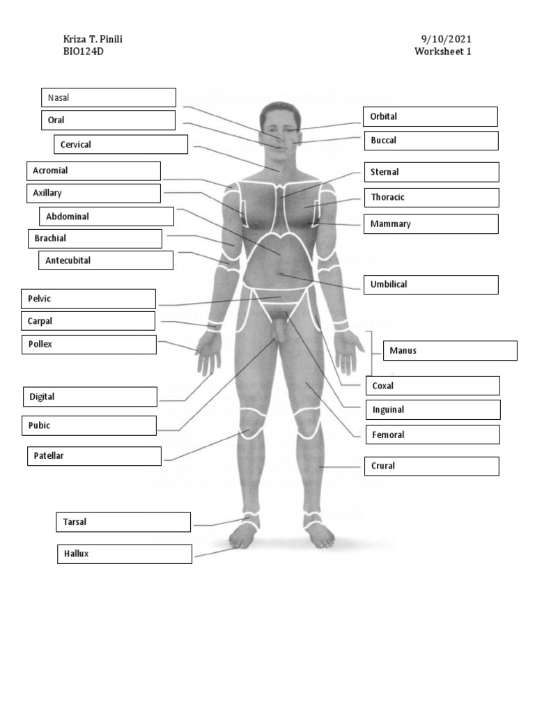 Skeletal System Worksheet | Download Free PDF | Human Body | Anatomical ...