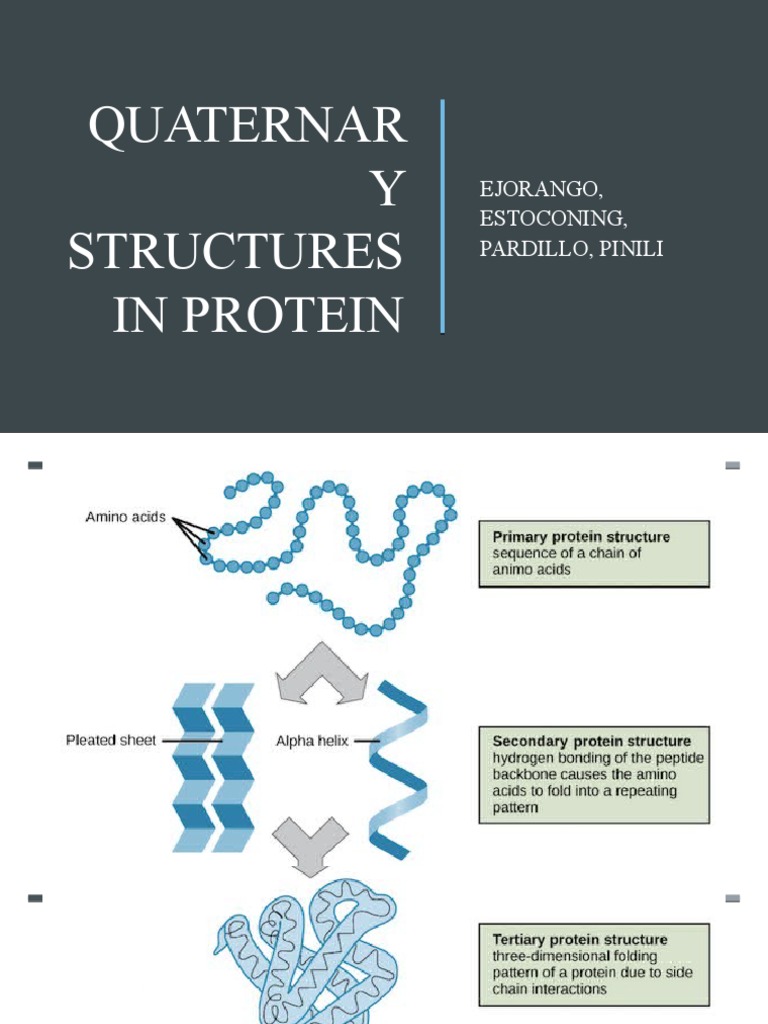 Quaternary Protein Structures Explained | PDF | Chemical Bond ...