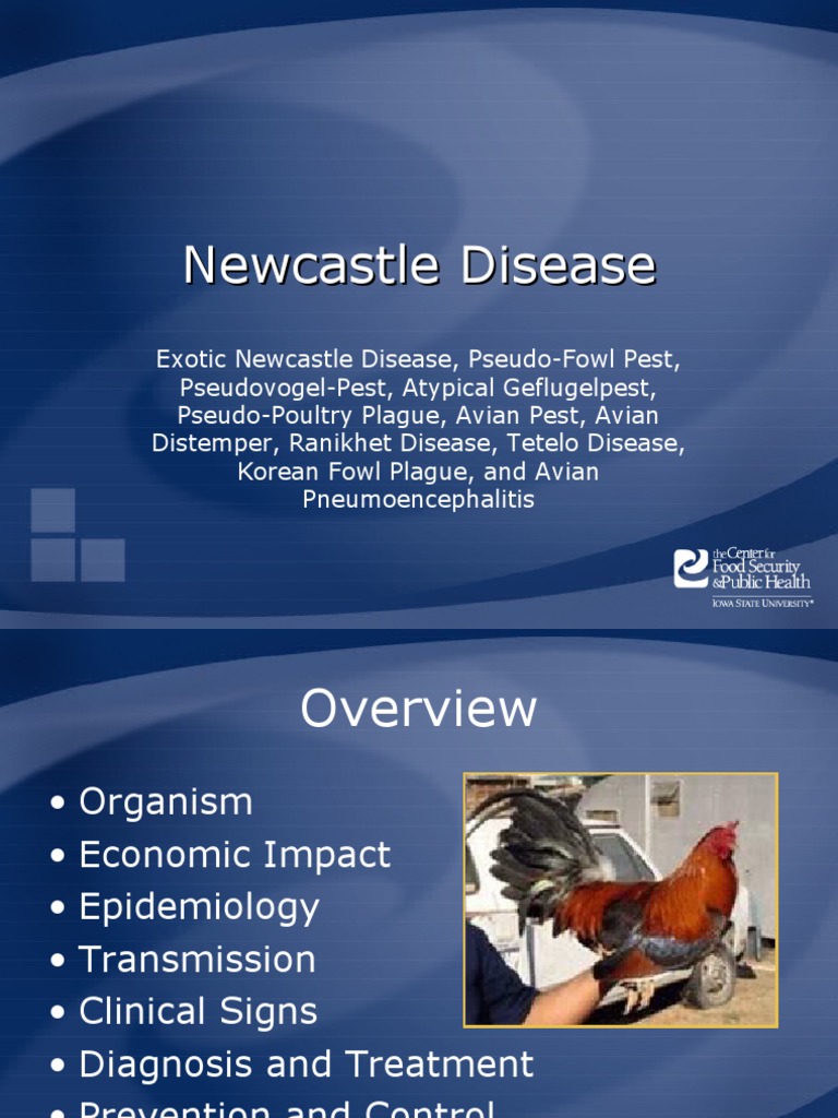 Newcastle Disease | PDF | Avian Influenza | Medicine