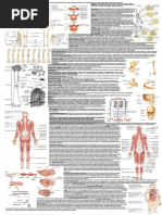 Body Habitus in Radiology Explained | PDF | Abdomen | Vertebral Column