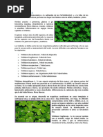 Ficha Técnica Del Pasto Imperial (Axonopus Scoparius, Hitchc) | PDF ...