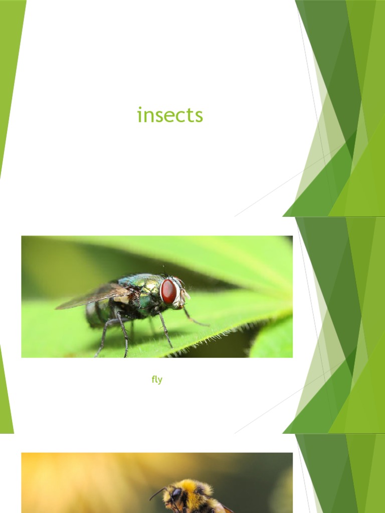 Insects | PDF