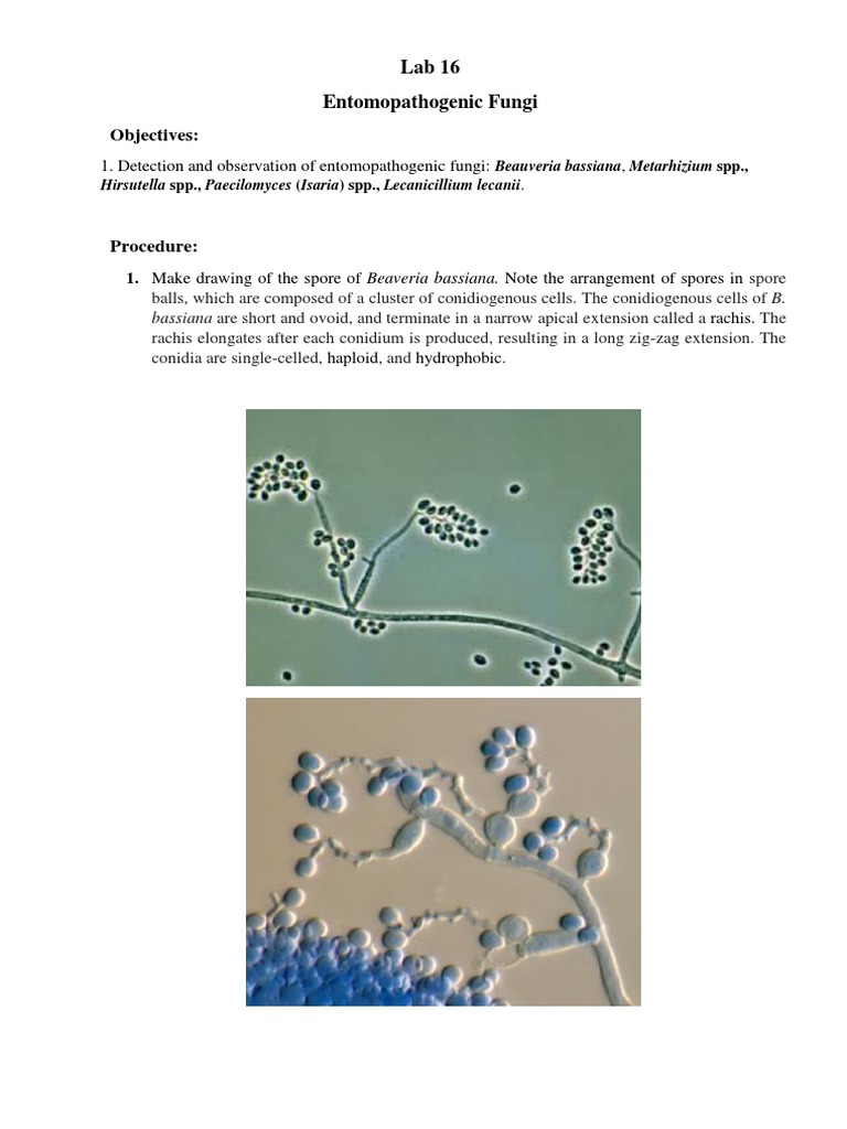 Objectives:: Lab 16 Entomopathogenic Fungi | PDF | Mycology | Biology
