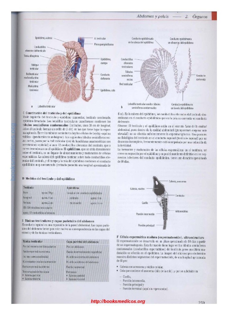 Anatomia Prometheus 13 | PDF