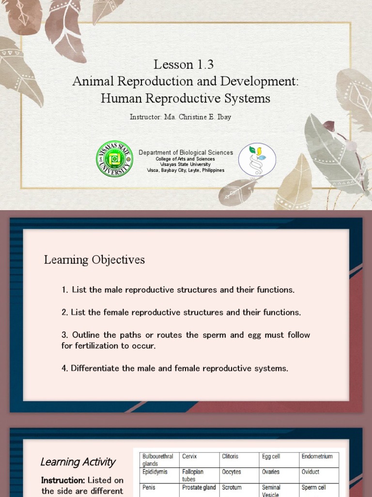 Lesson 1.3 Animal Reproduction and Development: Human Reproductive ...