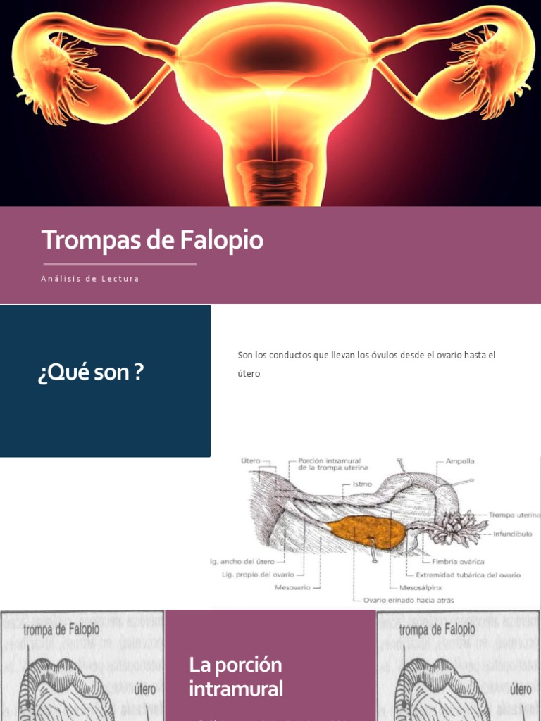 Estructura y Función de las Trompas de Falopio | PDF | Ciencia y ...