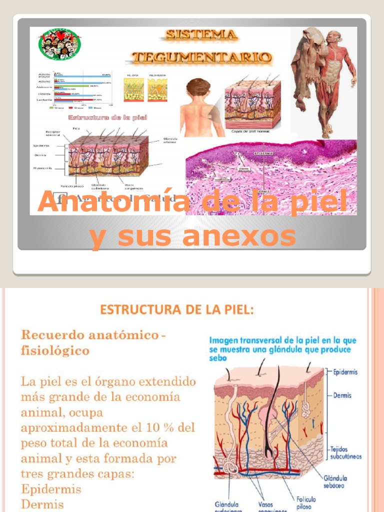 Anatomía de La Piel y Sus Anexos | PDF | Piel | Epidermis