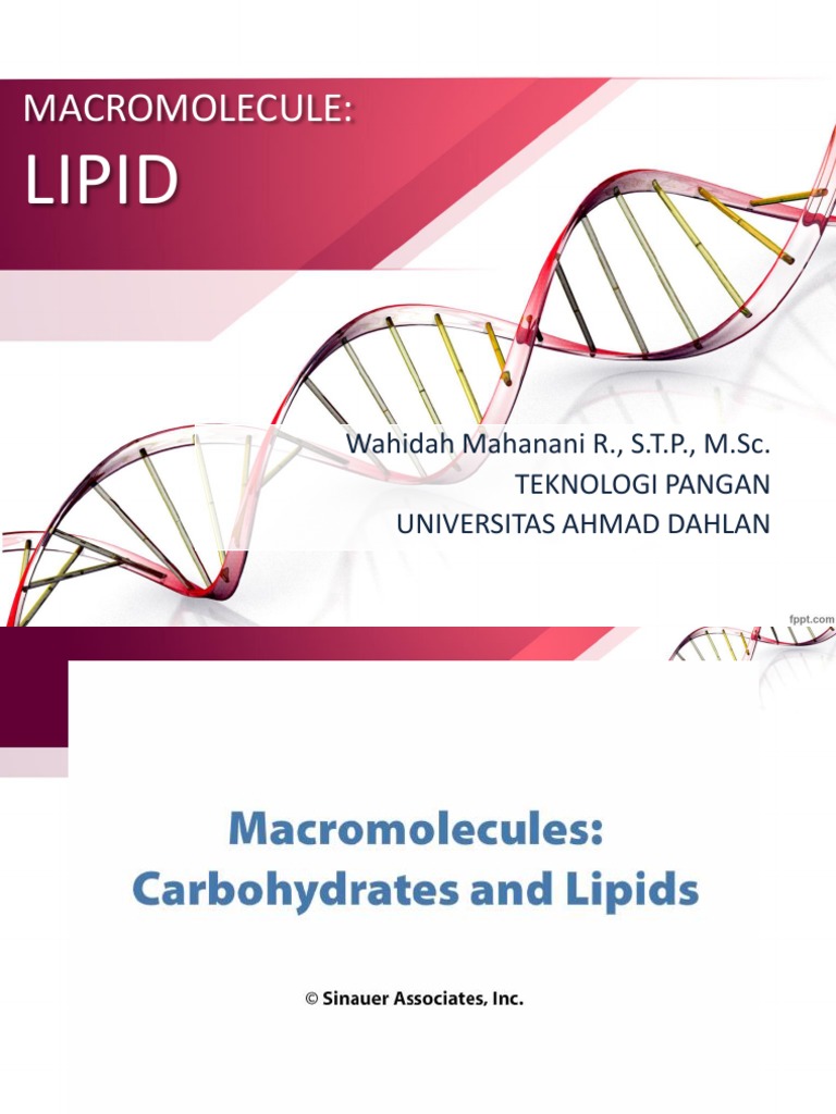Macromolecule - Lipid | PDF