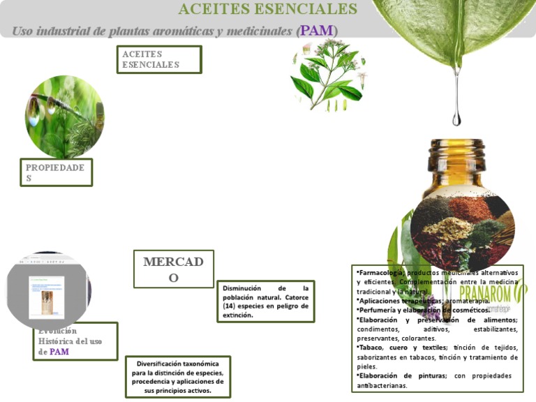 Mapa Conceptual PAM | PDF