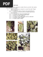 Cultura de Mapira | PDF | Agricultura | Solo