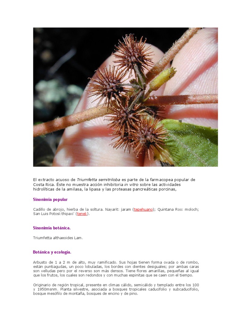 Mozote | Plantas | Botánica