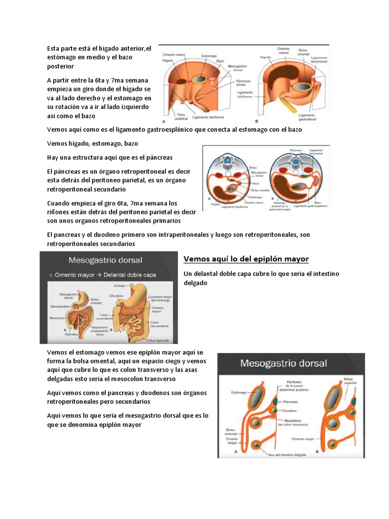 Embriologia Del Sistema Digestivo | PDF | Intestino grueso | Abdomen