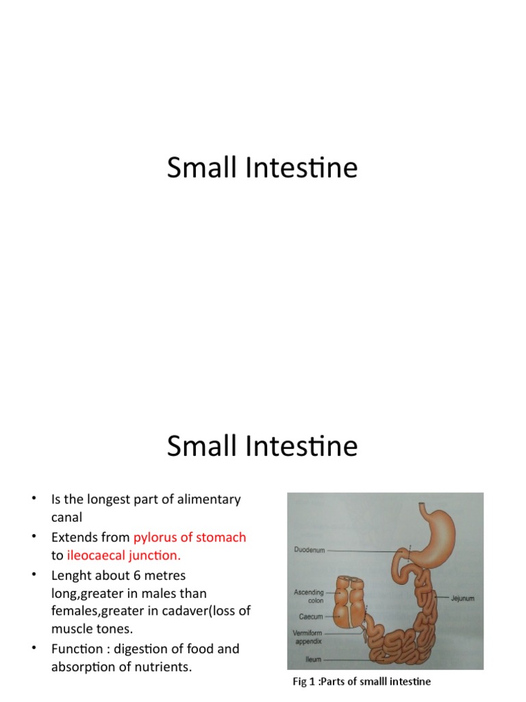 Small Intestine | PDF | Small Intestine | Gastrointestinal Tract