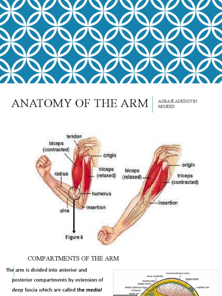 Anatomy of The Arm | PDF | Arm | Elbow