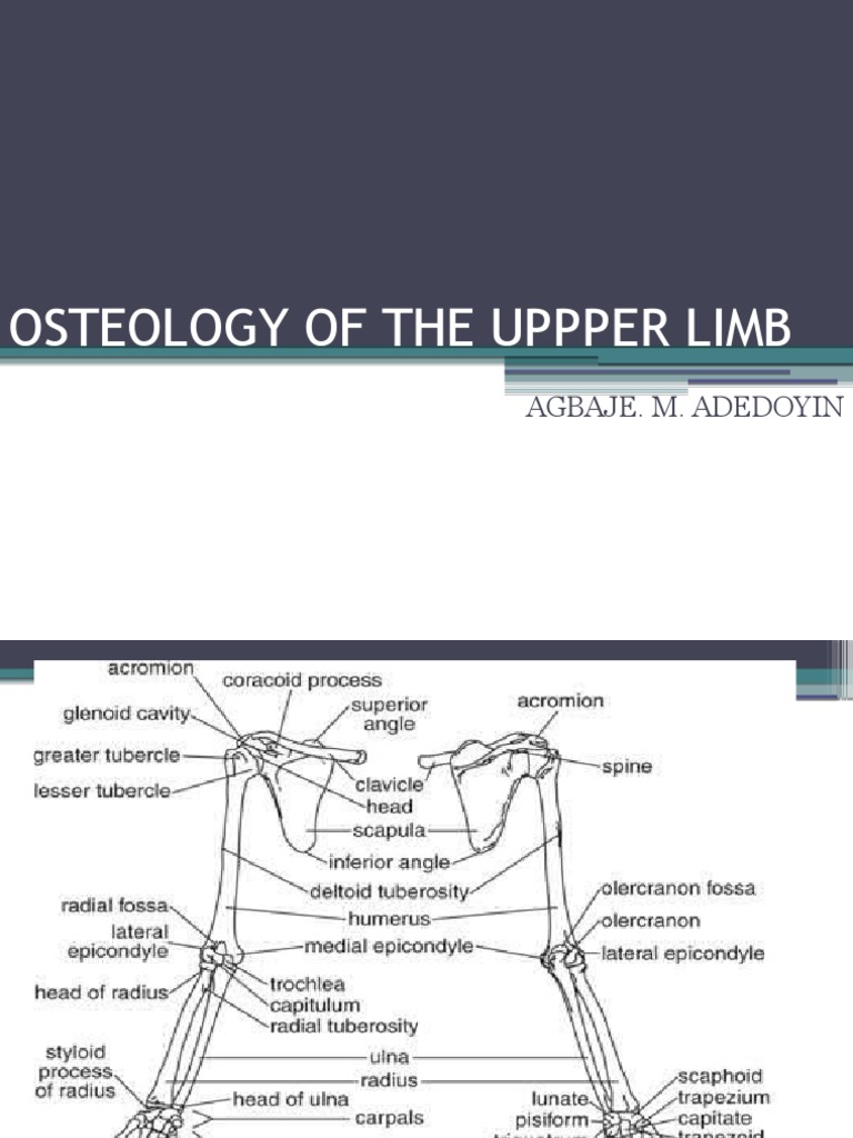 Osteology of Upper Limb | PDF | Elbow | Joints