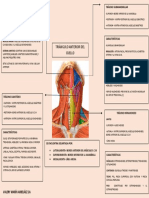 Triangulo de Farabeuf | PDF | Anatomía humana | Cabeza y cuello humanos