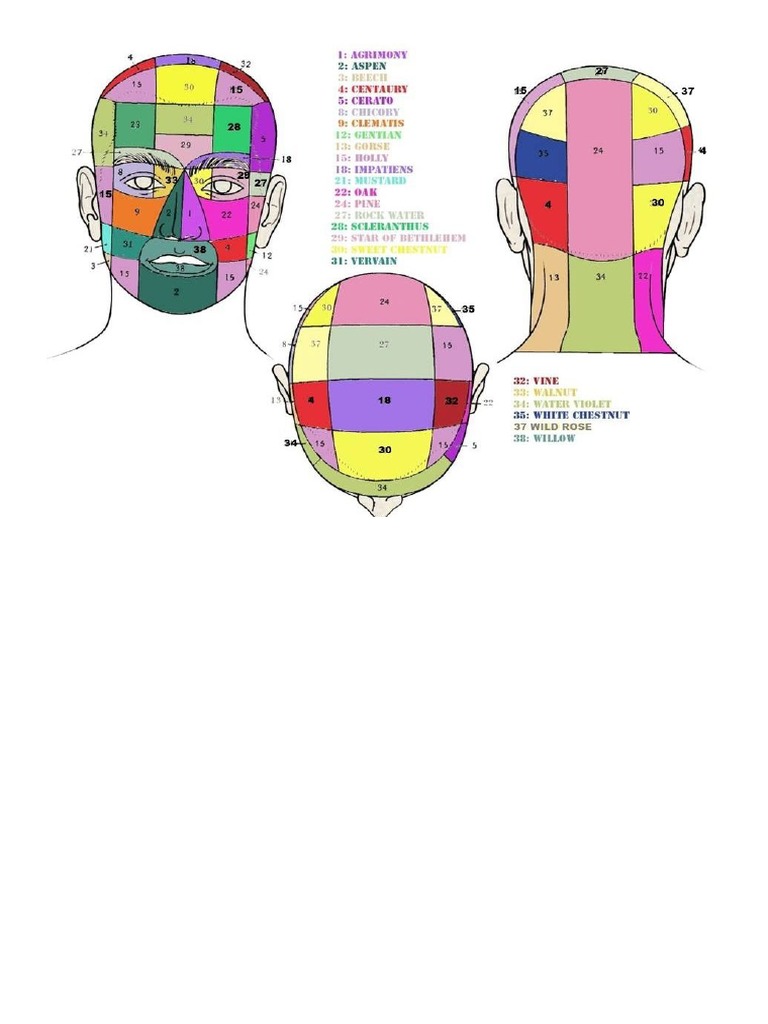 Bach Body Map CLR | PDF