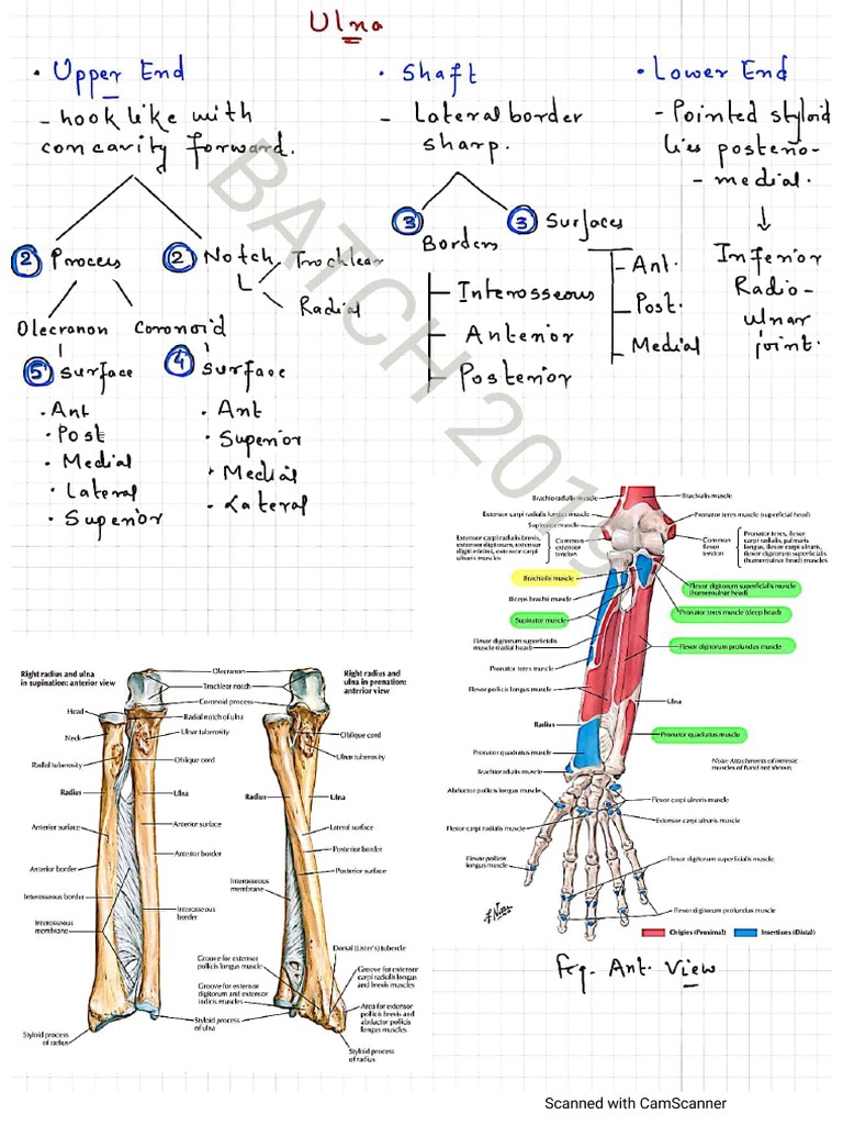 Ulna (Bone and Attachments) Flow Chart | PDF
