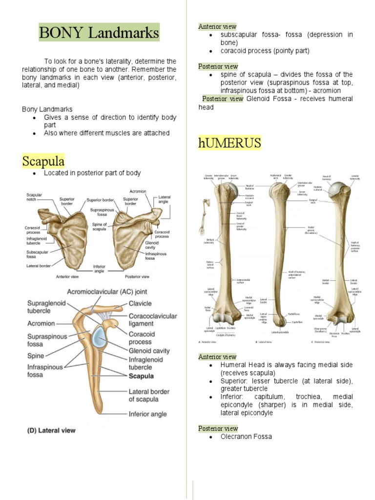 BONY Landmarks: Scapula Humerus | PDF | Epithelium | Muscle