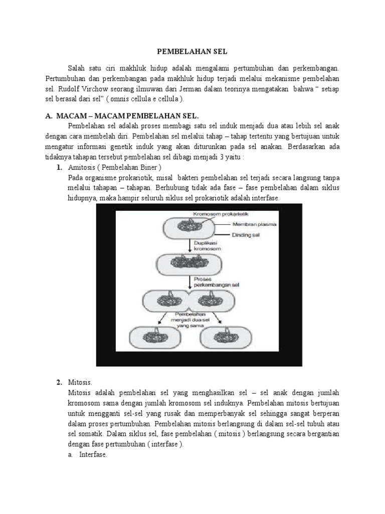 Pembelahan Sel | PDF | Filsafat