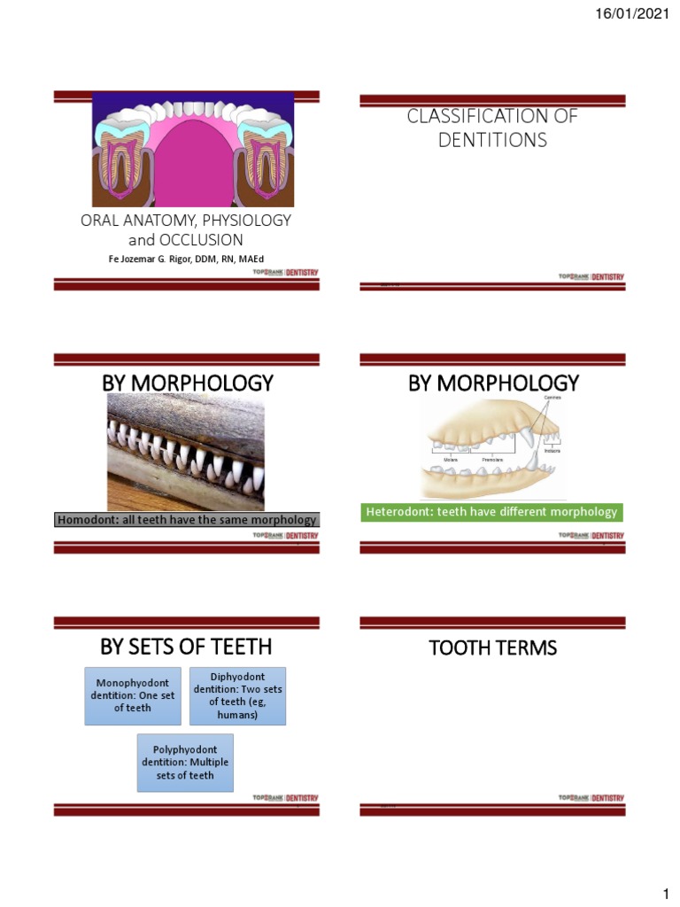 By Morphology by Morphology: by Sets of Teeth | PDF | Dental Anatomy ...