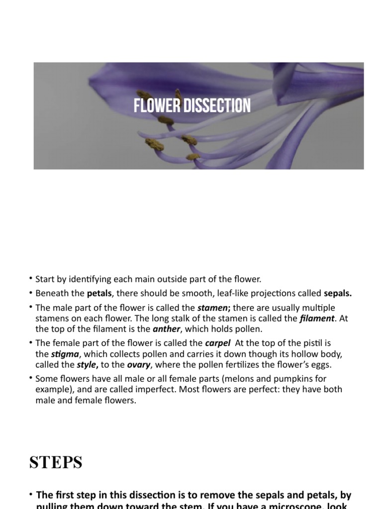 Flower Dissection | Download Free PDF | Flowers | Petal