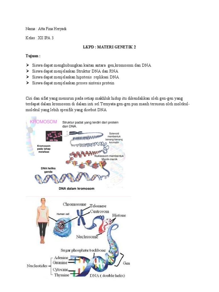 Lkps Materi Genetik 2 | PDF