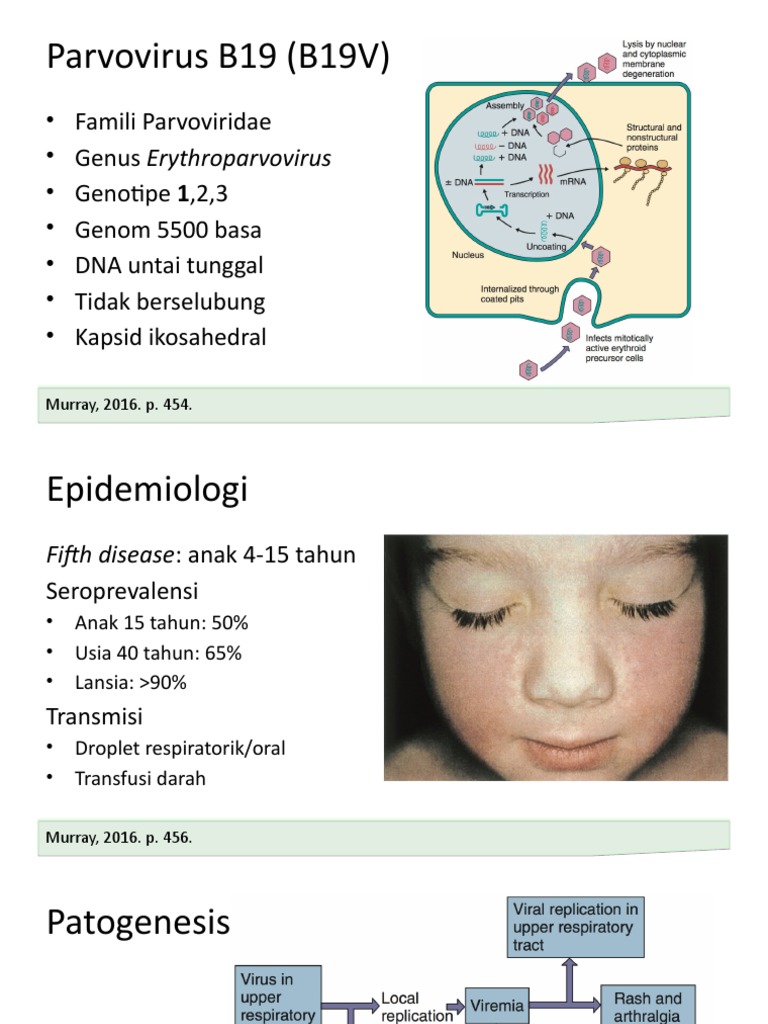 Parvovirus b-19 | PDF | Health Sciences | Microorganism
