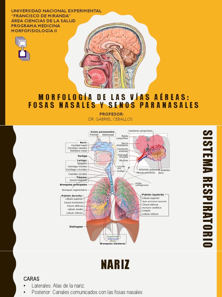 9) Fosas Nasales y Senos Paranasales | PDF | Cara | Anatomía humana
