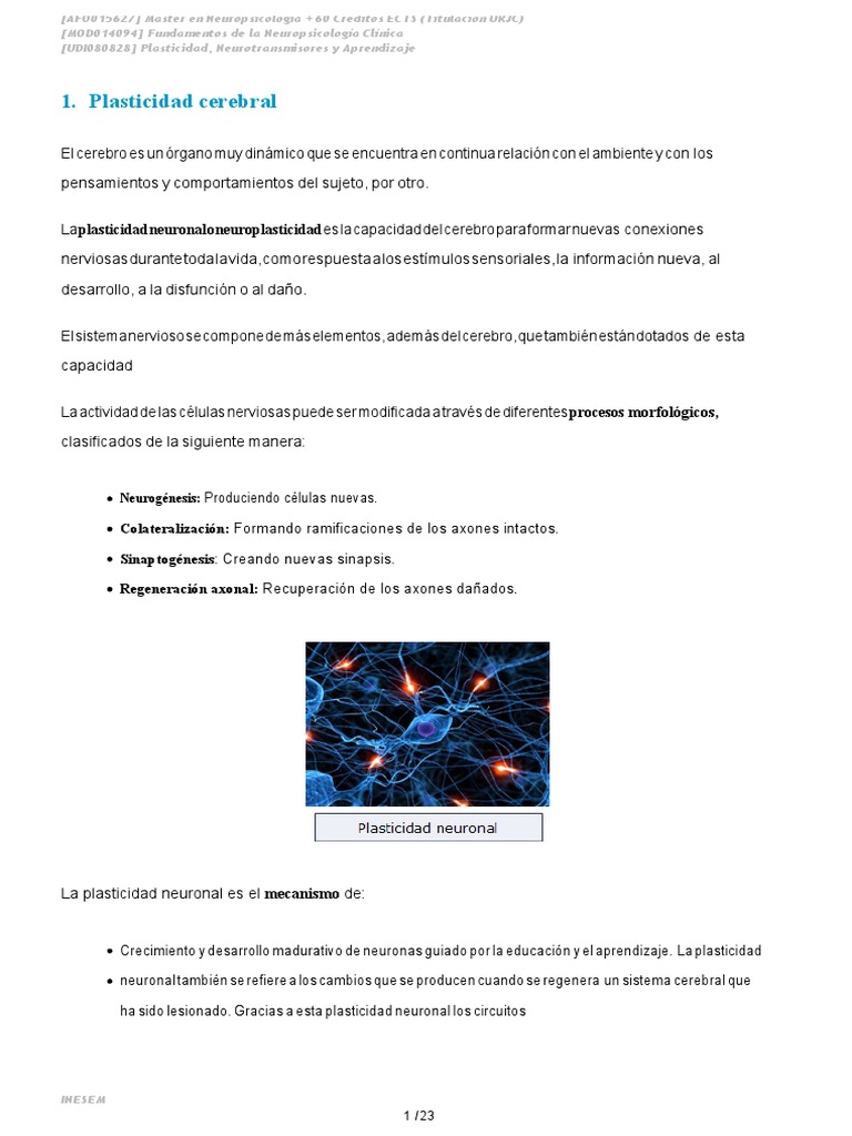 Plasticidad, Neurotransmisores y Aprendizaje | PDF | Neuroplasticidad | Neurona