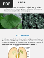 Estructura y Tipos de Limbo en Hojas | PDF | Hoja | Botánica